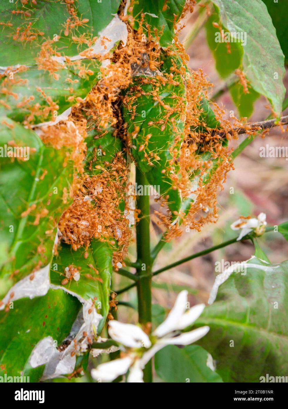 Thousands of the hungry biting insects,from nests made within the ...