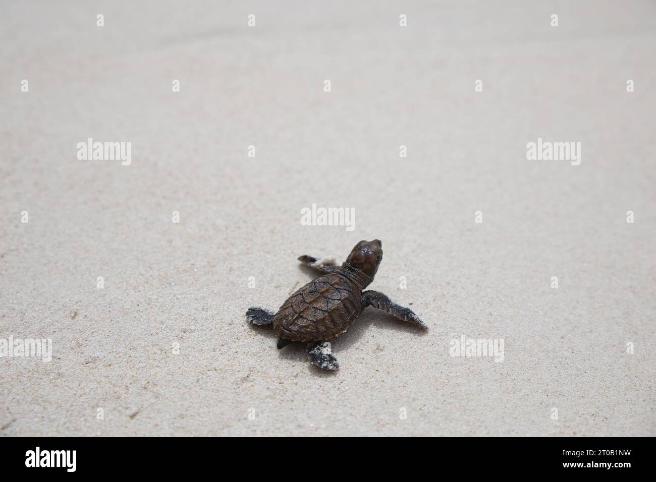 baby sea turtle seychelles Stock Photo - Alamy