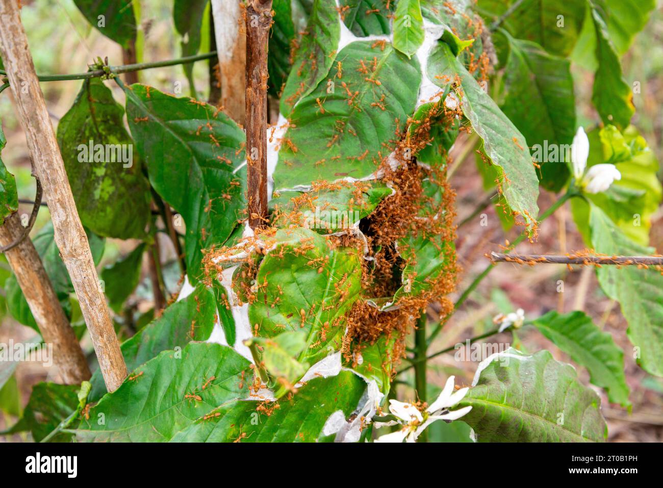 Thousands of the hungry biting insects,from nests made within the ...
