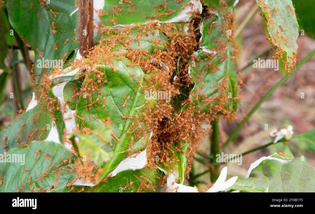 Thousands of the hungry biting insects,from nests made within the ...