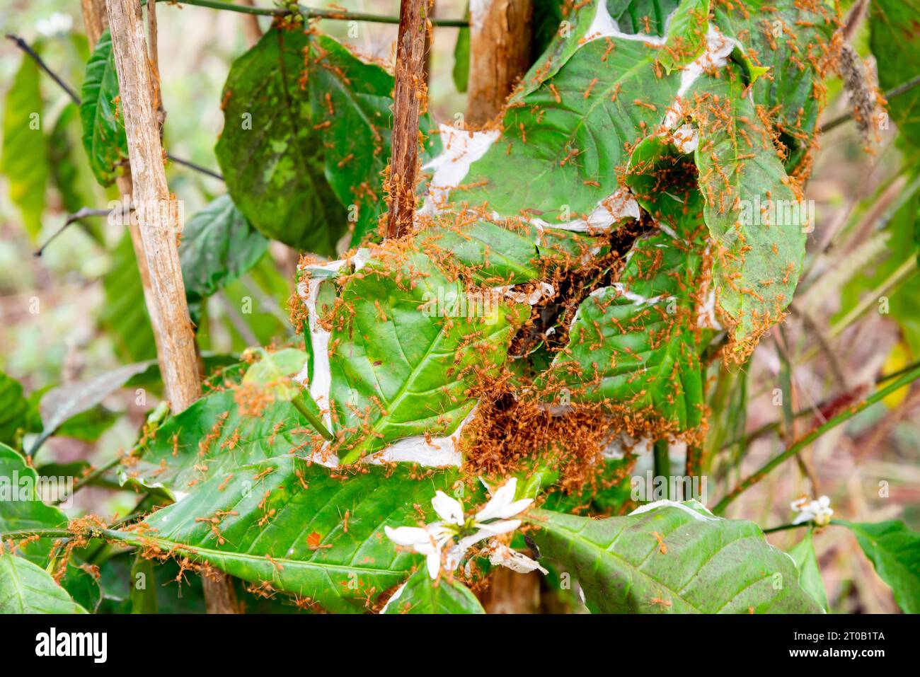 Thousands of the hungry biting insects,from nests made within the ...