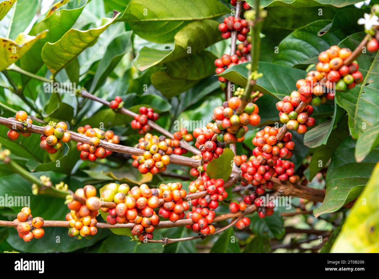 Closeup of the red,yellow and green fruit,soon to be beans,sprouting in ...