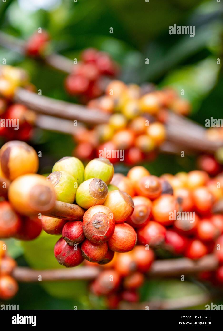 Closeup of the red,yellow and green fruit,soon to be beans,sprouting in ...