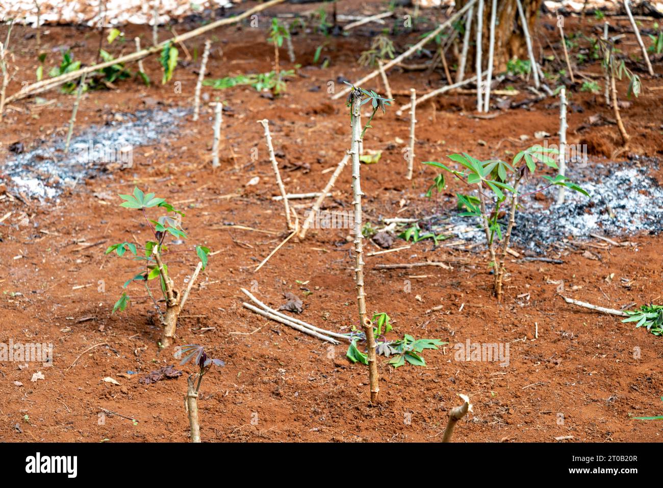 At a small coffee plantation on slopes of south Laos,twigs,stems and ...