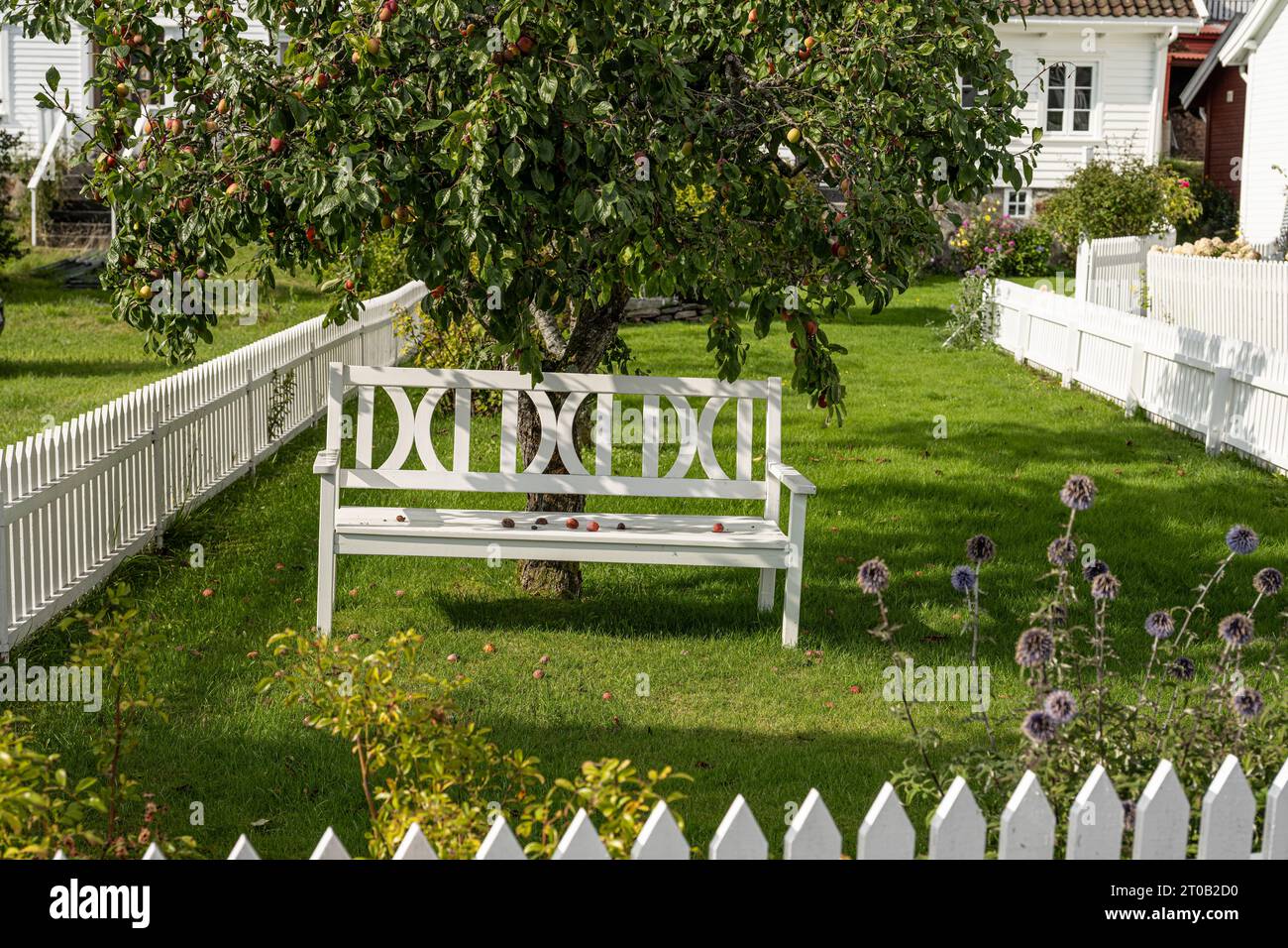 Whiyte park bench under an apple tree in a garden Stock Photo - Alamy