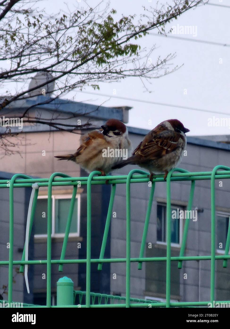 Two small birds perched side by side on a wooden fence, gazing into ...