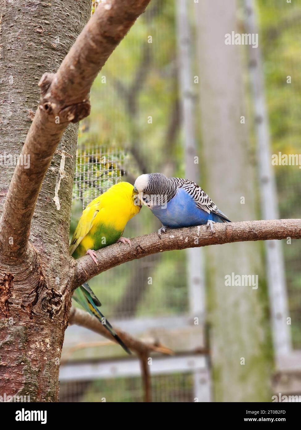 Two Budgies perched on a tree branch together, looking around their ...