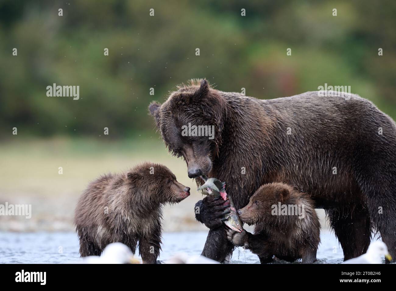 Bear cub is hungry for more food ALASKA EXCITING images of a mother ...