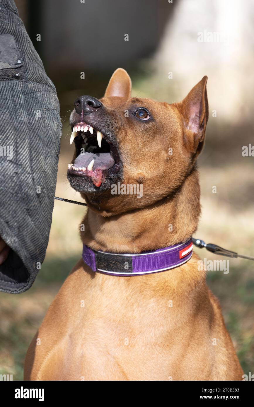 Thai Ridgeback Puppy. Red Thai Ridge Dog - ancient local dog of ...