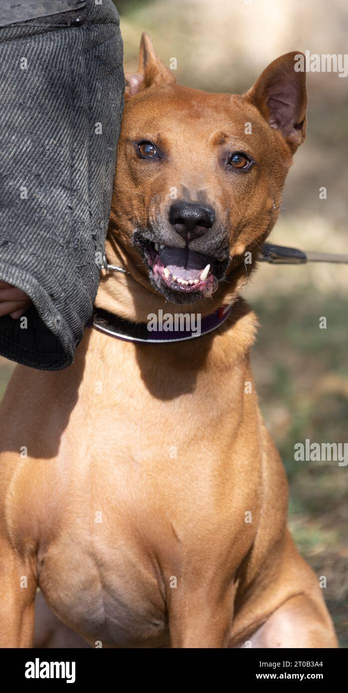 Thai Ridgeback Puppy. Red Thai Ridge Dog - ancient local dog of ...