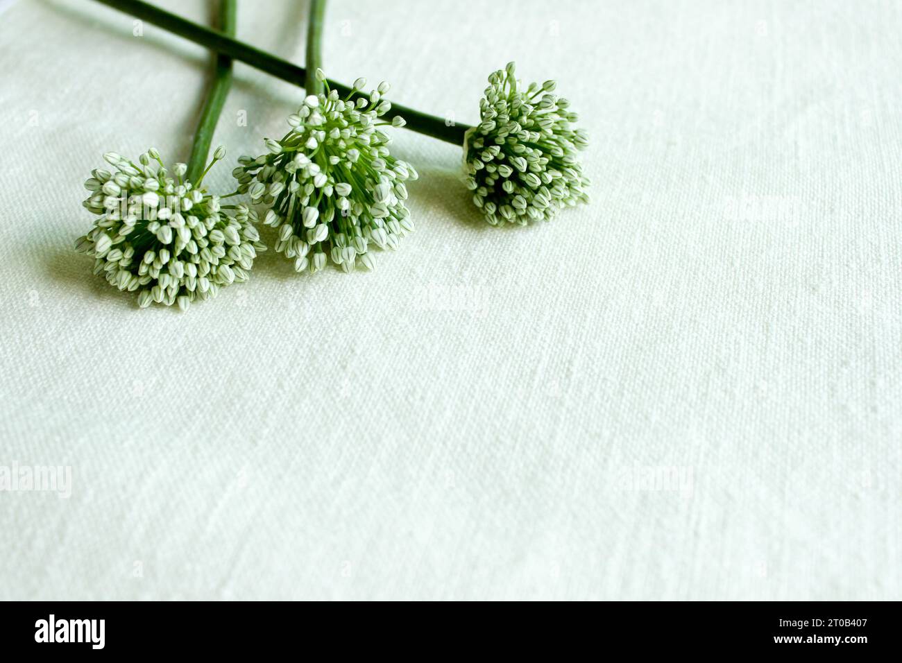 Top view of onion flower stalk laying on light textile tablecloth,onion ...
