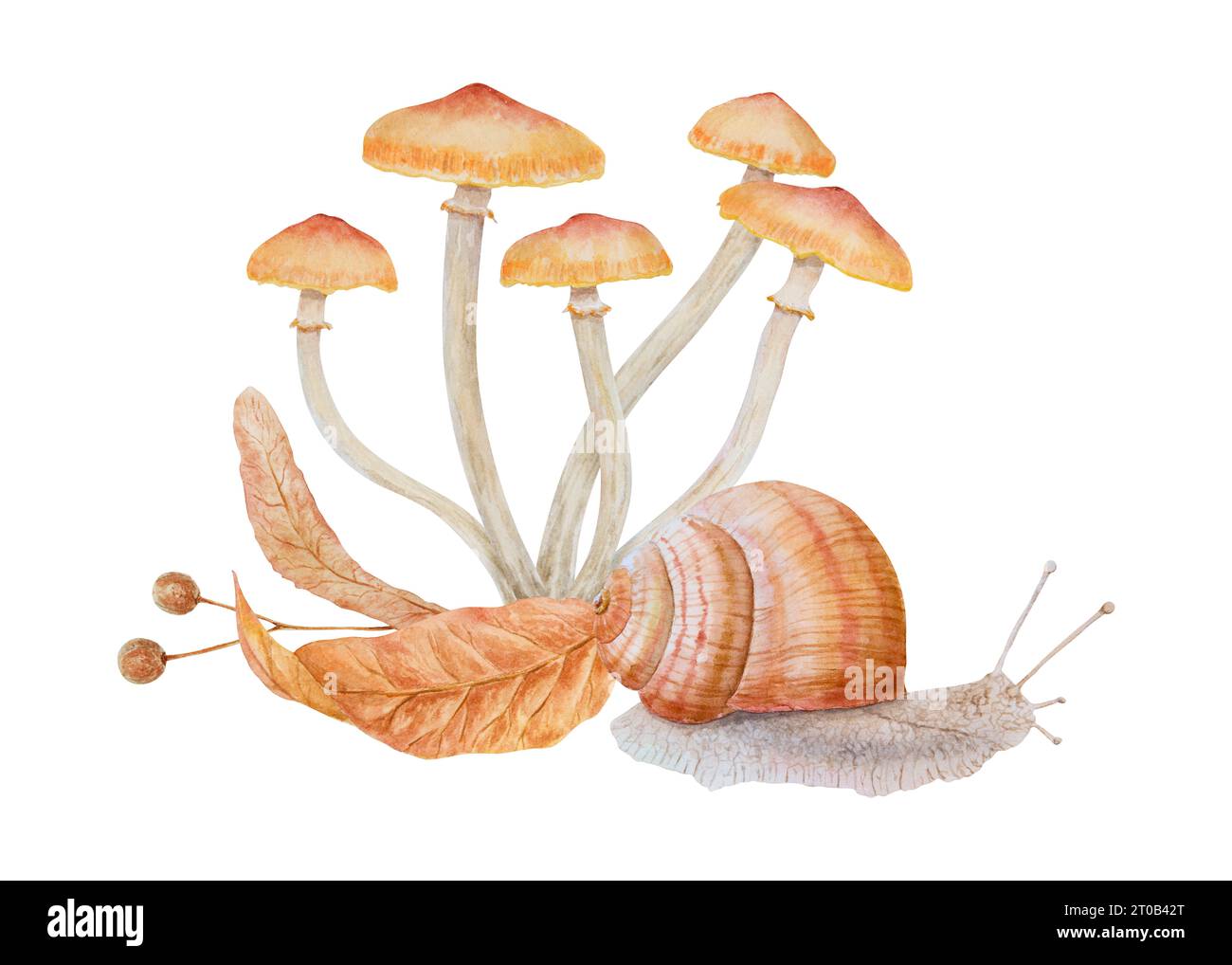 Summer honey fungus, dried leaves, linden tree seeds, snail. Watercolor ...