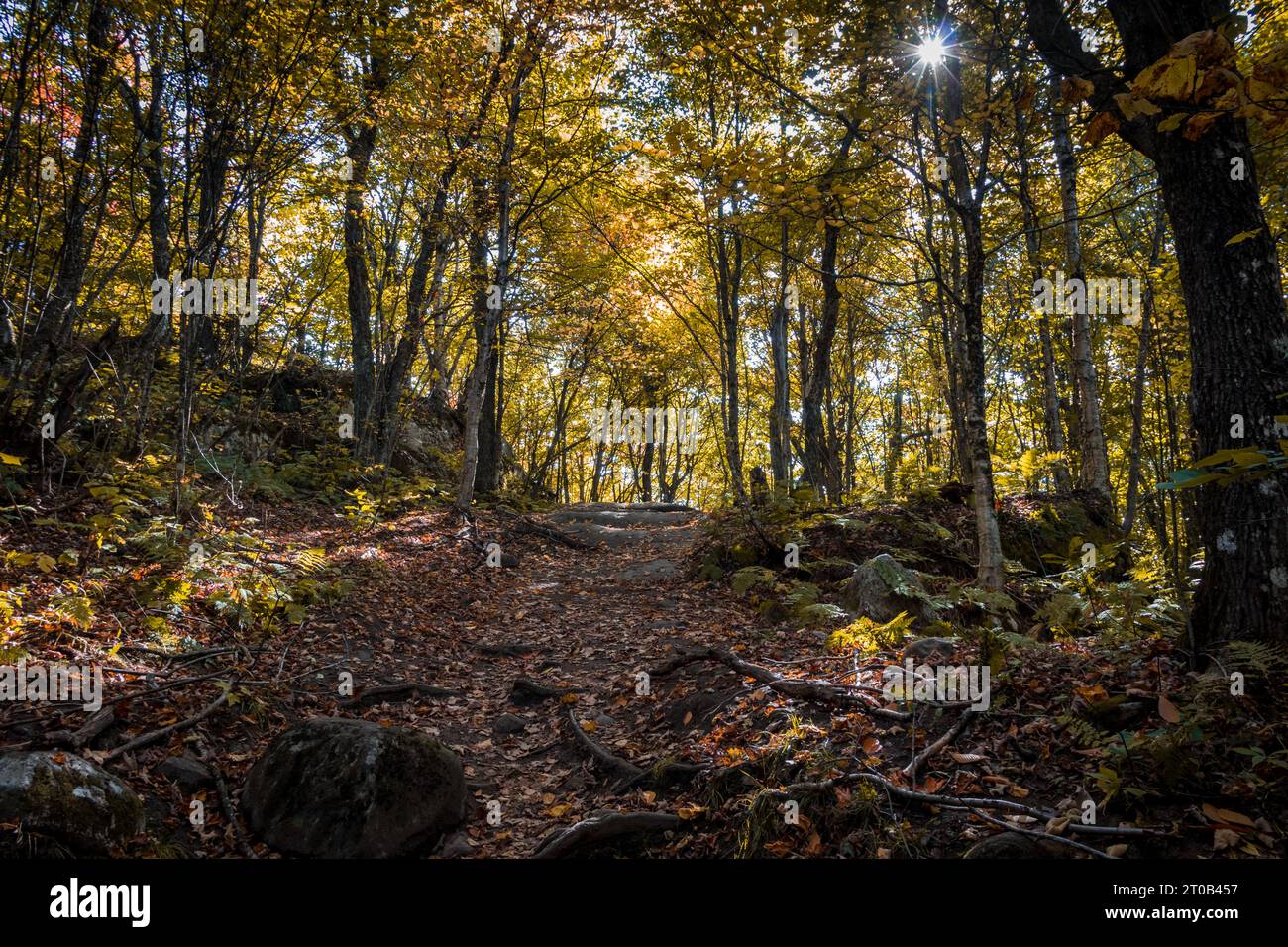 Hiking trail to Mt Arab fire tower in the Adirondacks on a fall ...