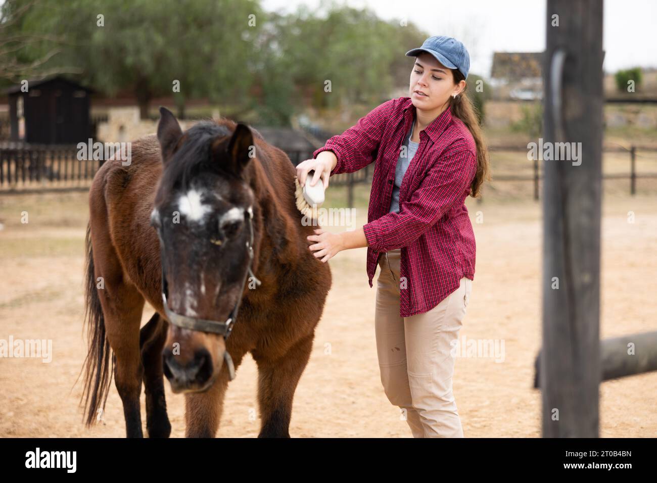 Woman taking care horses hi-res stock photography and images - Alamy