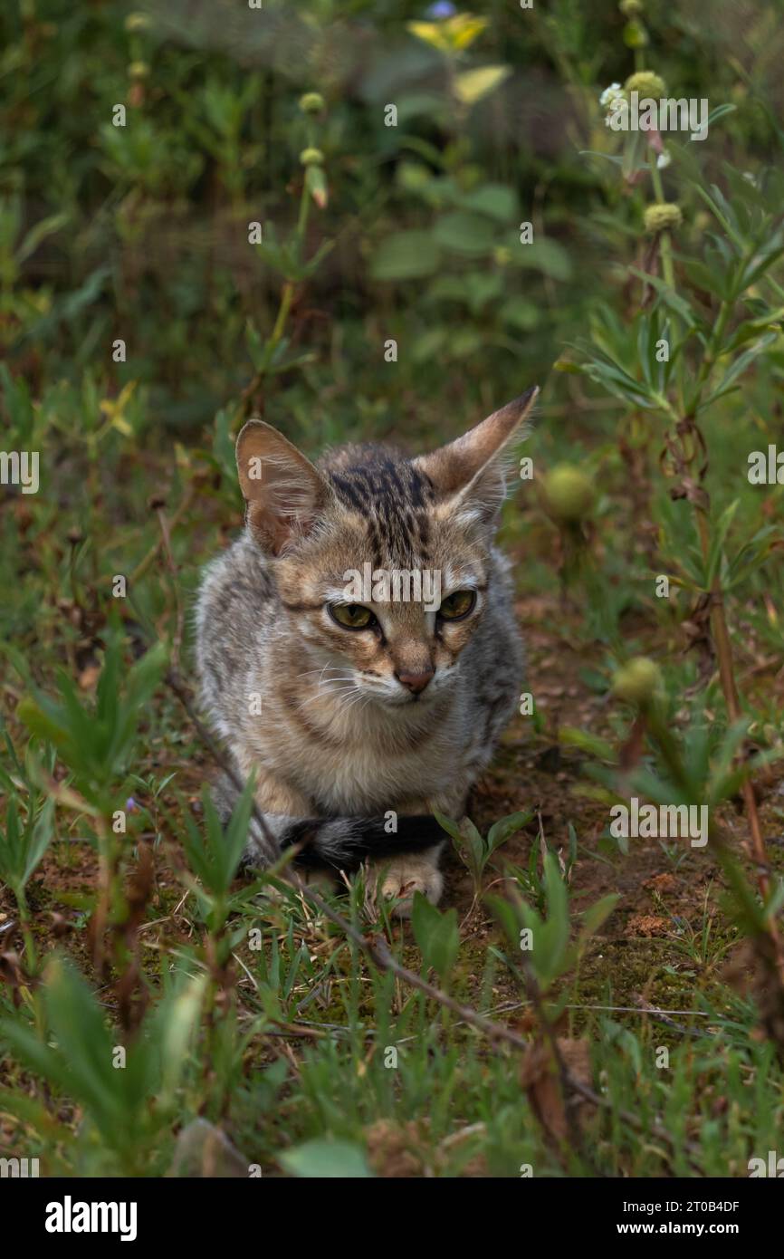 Medium sized animal hi-res stock photography and images - Alamy