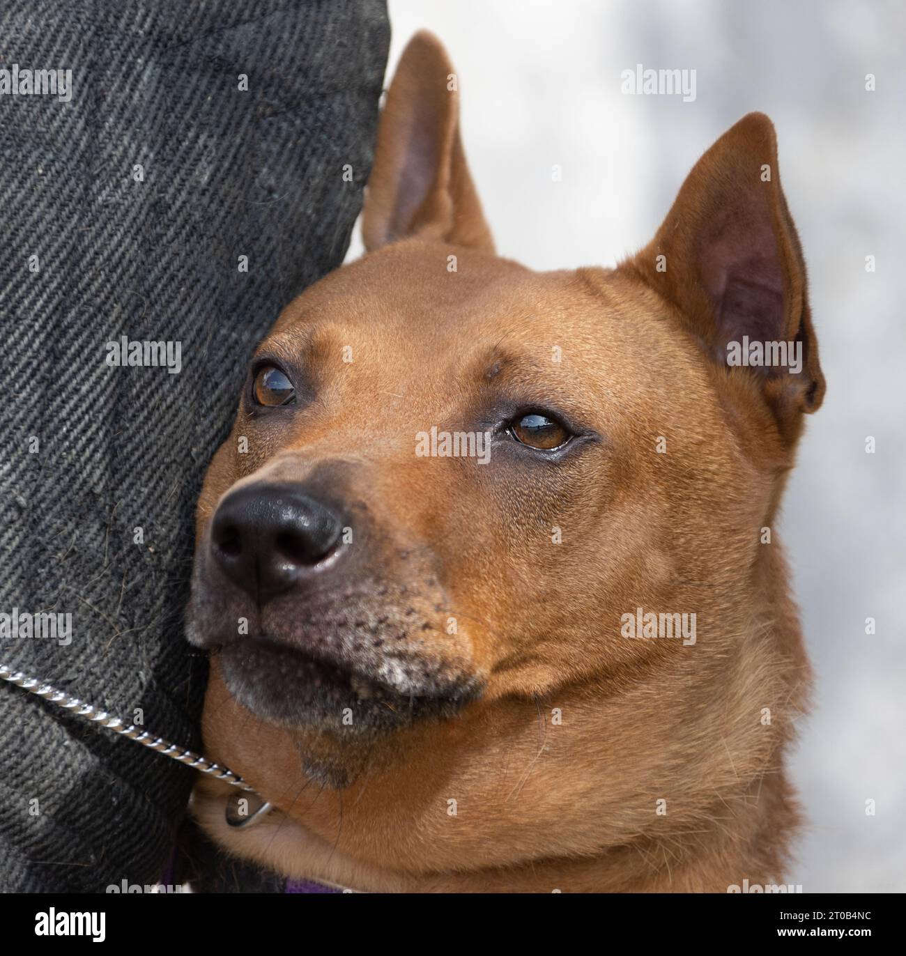 Thai Ridgeback Puppy. Red Thai Ridge Dog - ancient local dog of ...