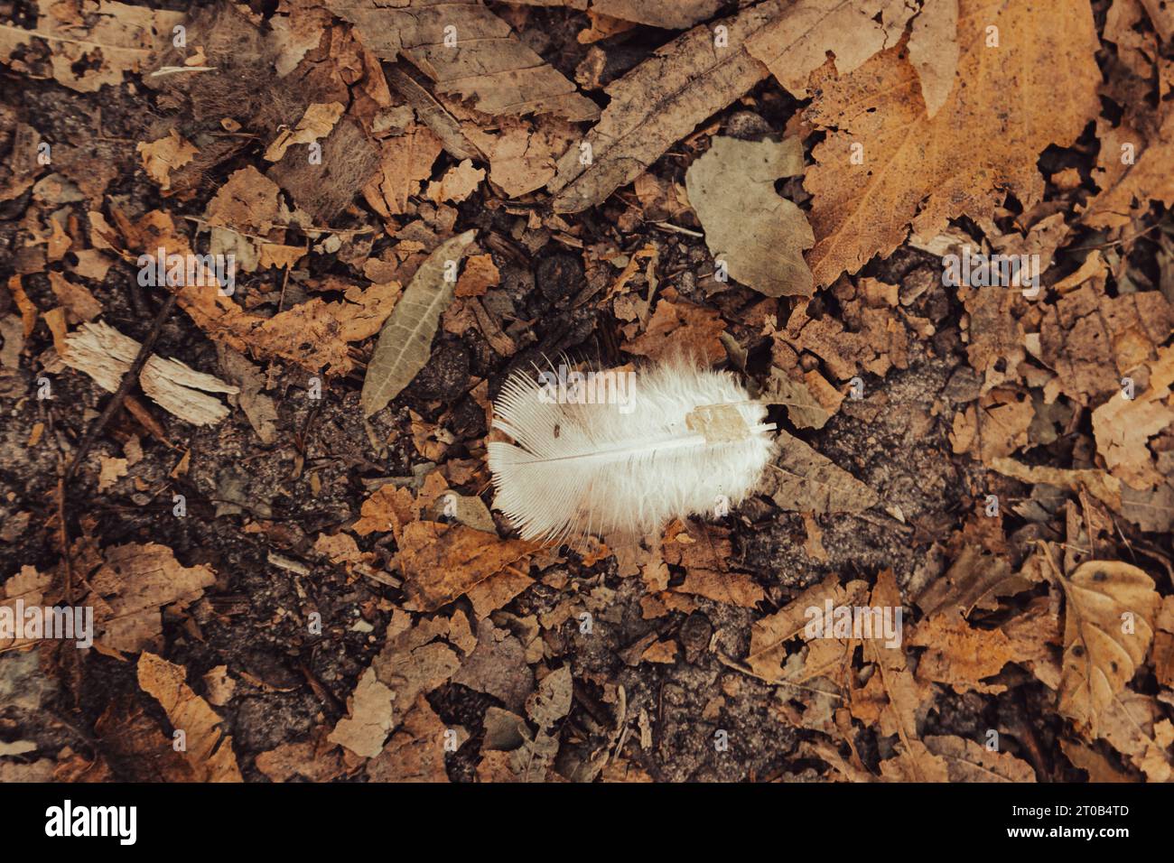 White feather on the ground. Autumn leaves and white pure feather ...