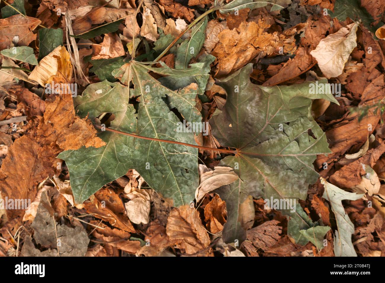 Dried leaves on the ground. Autumn nature background. Fall foliage. Dry ...
