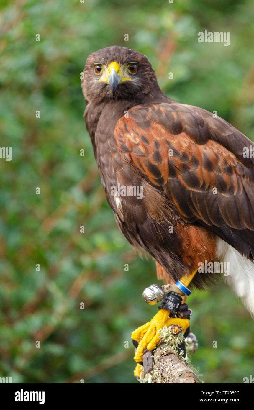 Fauna portrait hi-res stock photography and images - Alamy