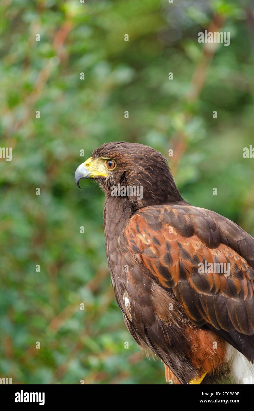 Fauna portrait hi-res stock photography and images - Alamy