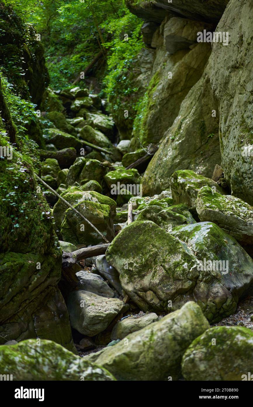 Empty river bed in a gorge with huge boulders and lush vegetation Stock ...