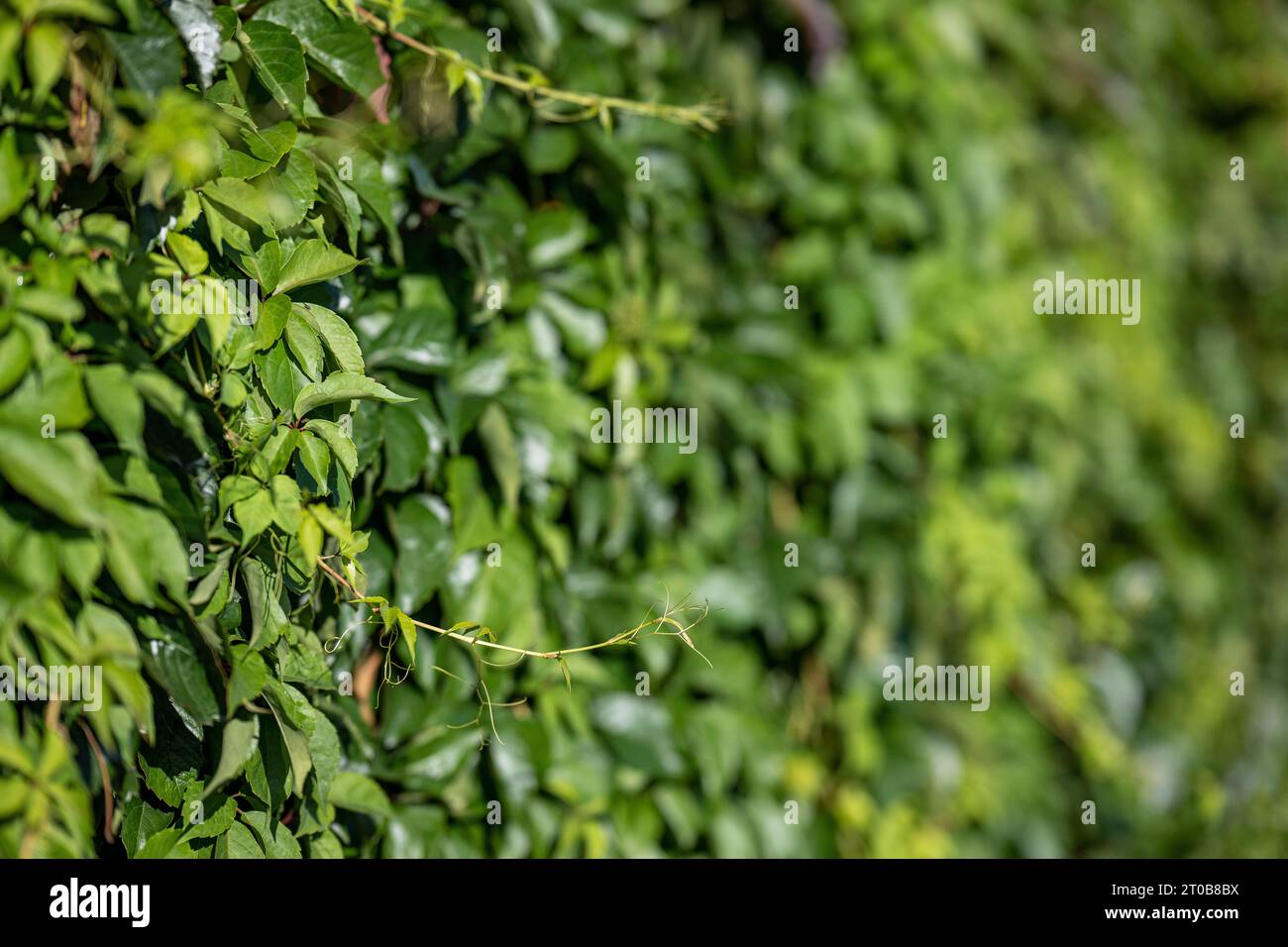 Growing grape plant in hi-res stock photography and images - Alamy