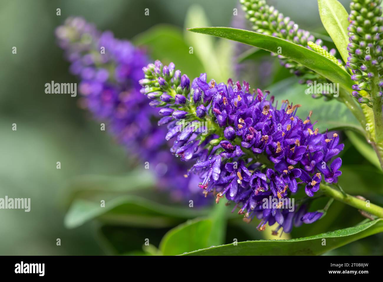 Close up of a purple hebe flower in bloom Stock Photo - Alamy