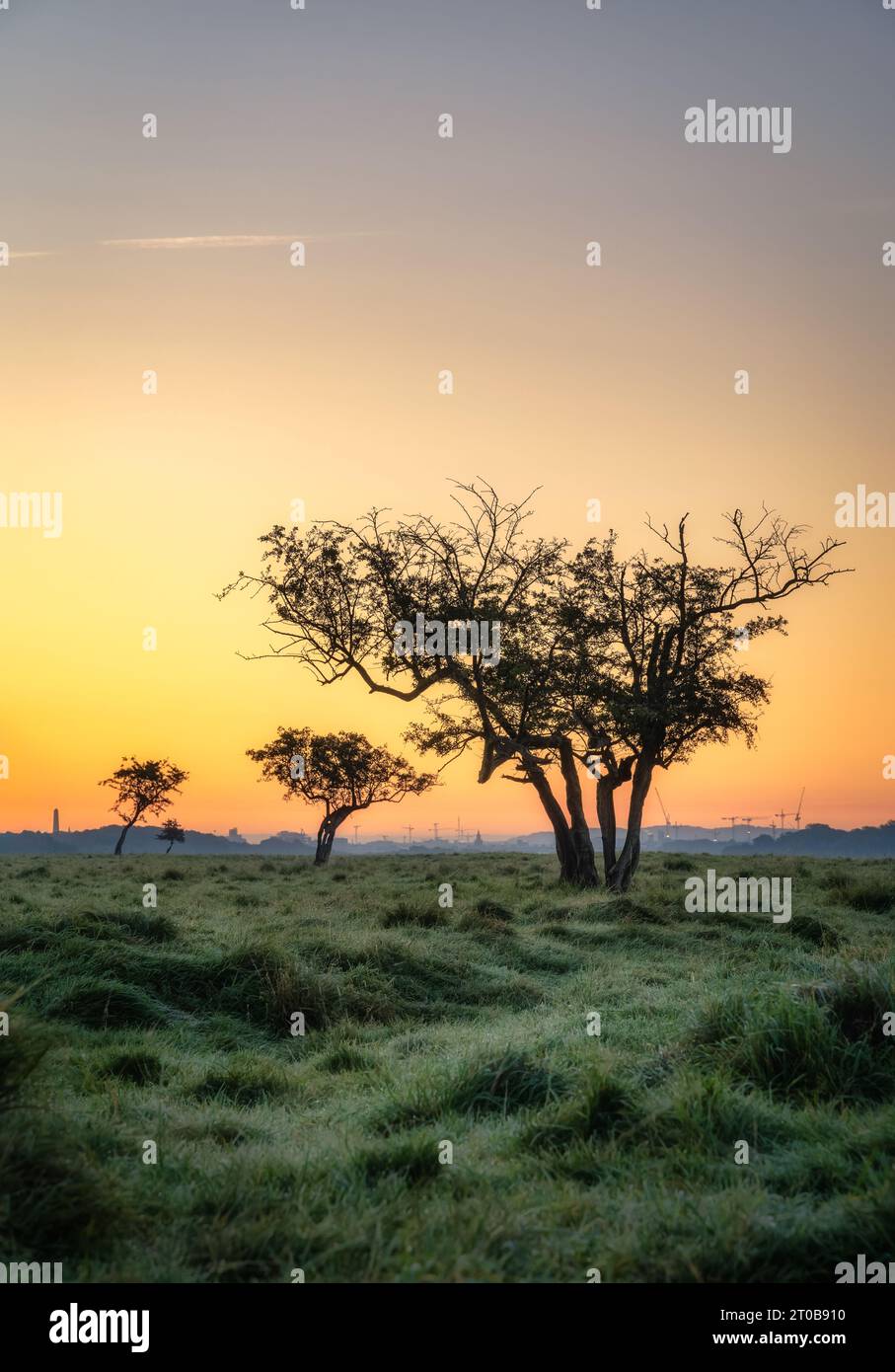 Multiple trees on winter landscape hi-res stock photography and images ...