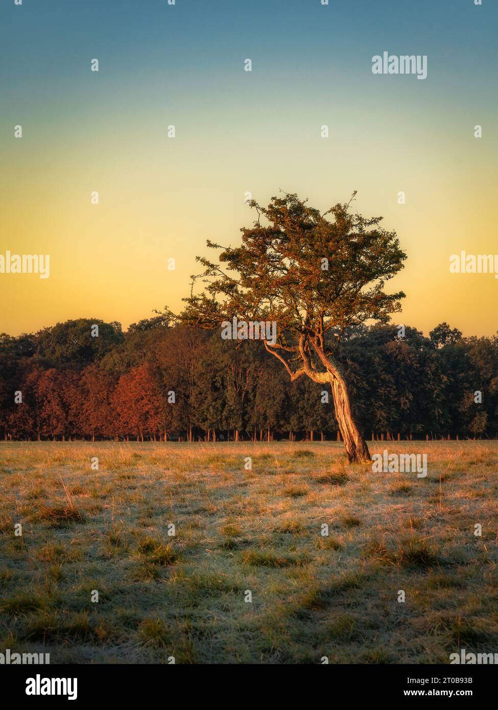 Early morning, twisted tree illuminated by sunrise with treeline in ...