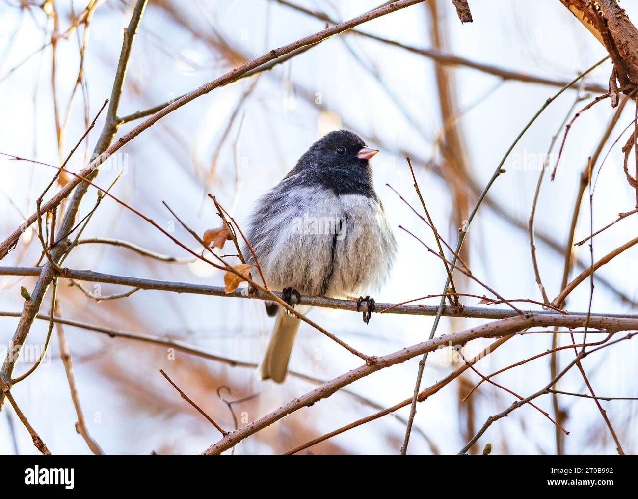 Junco hyemallis hi-res stock photography and images - Alamy