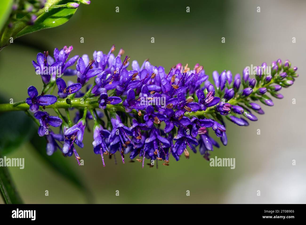 Close up of a purple hebe flower in bloom Stock Photo - Alamy