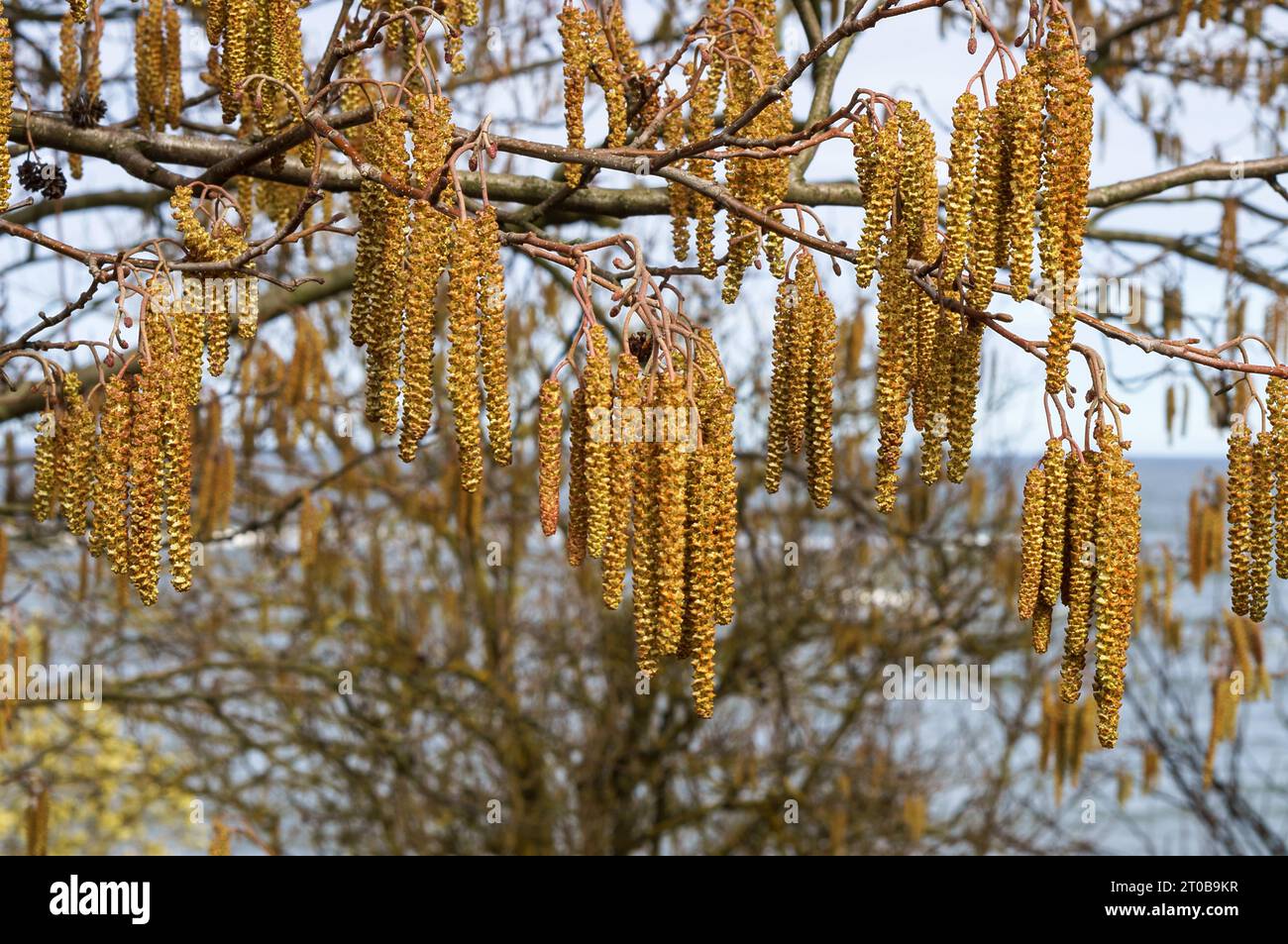 The earrings on the tree Birch and Alder. The trees bloomed in the ...