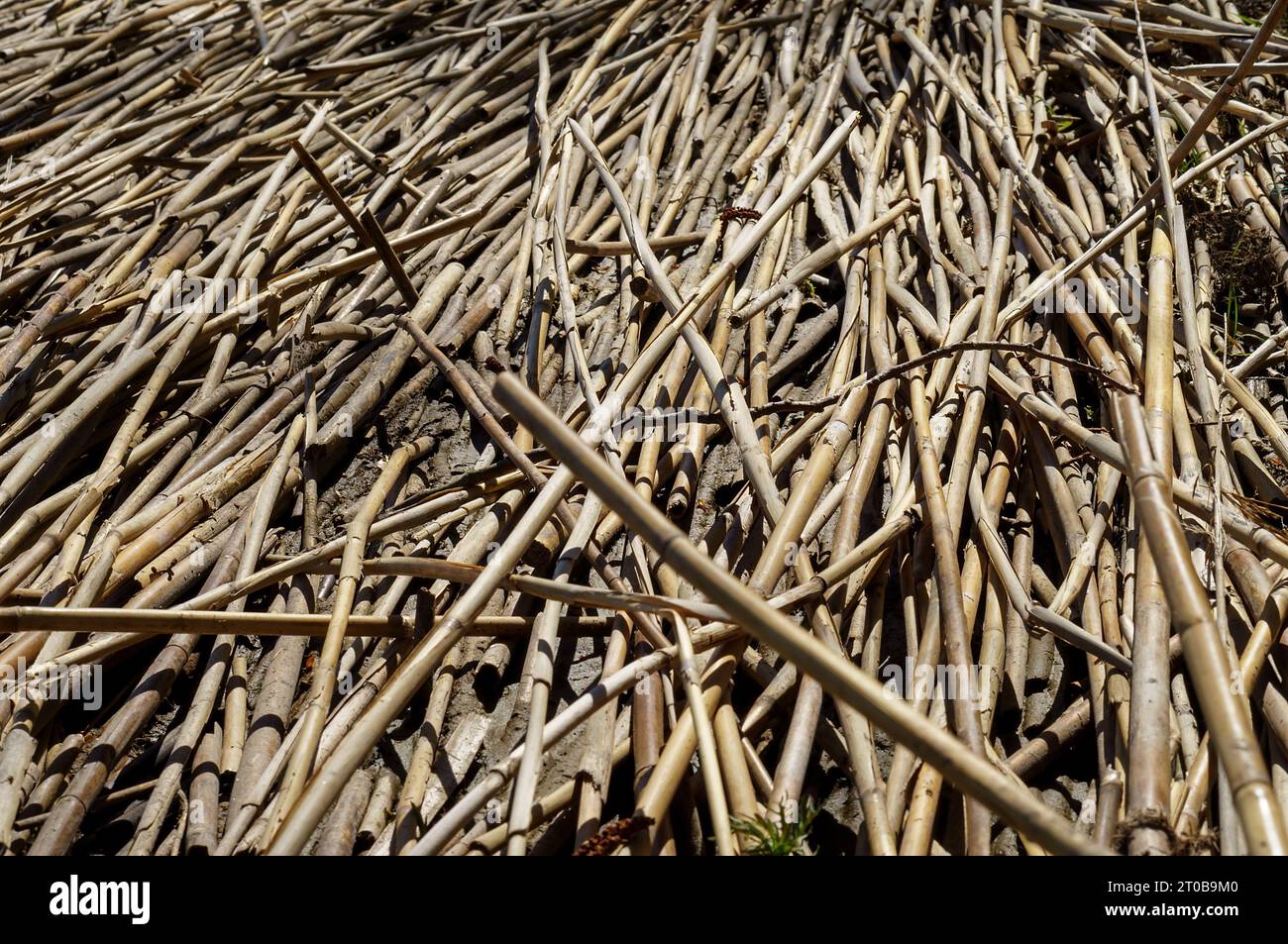 Background dry straw. Dry grass texture. Dry grass stalks Stock Photo ...