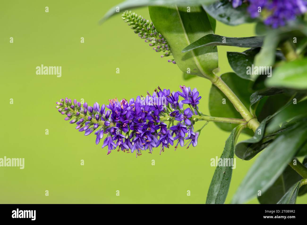 Close up of a purple hebe flower in bloom Stock Photo - Alamy