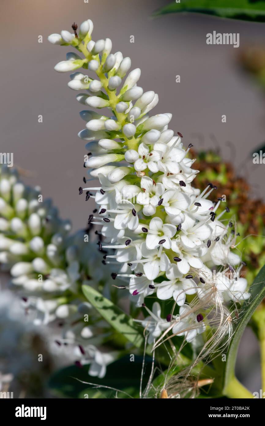Close up of white hebe flowers in bloom Stock Photo - Alamy