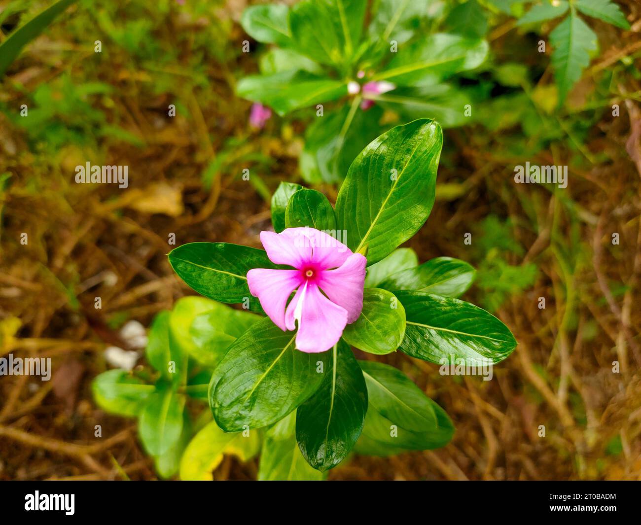 A vibrant Catharanthus flower blooming atop a lush green plant in a ...
