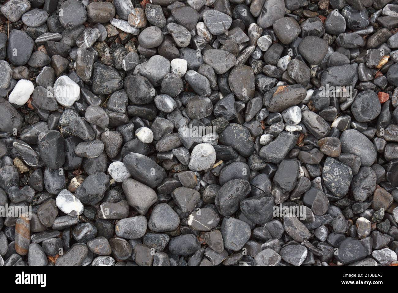 Small stones, gray pebbles wet from water and rain. Beach. The concept ...