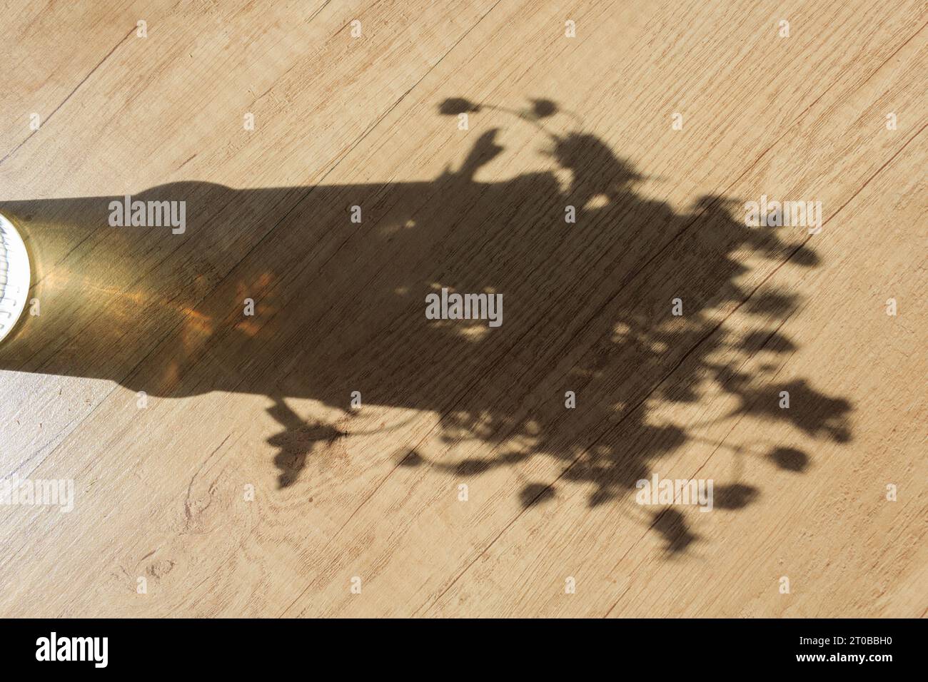 Shadow flowers hi-res stock photography and images - Alamy