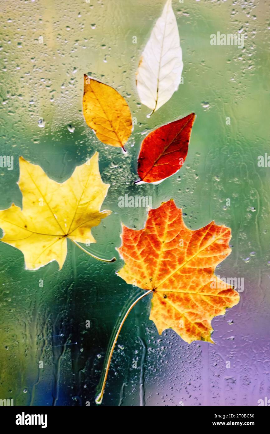 Colorful autumn on rainy window Stock Photo - Alamy