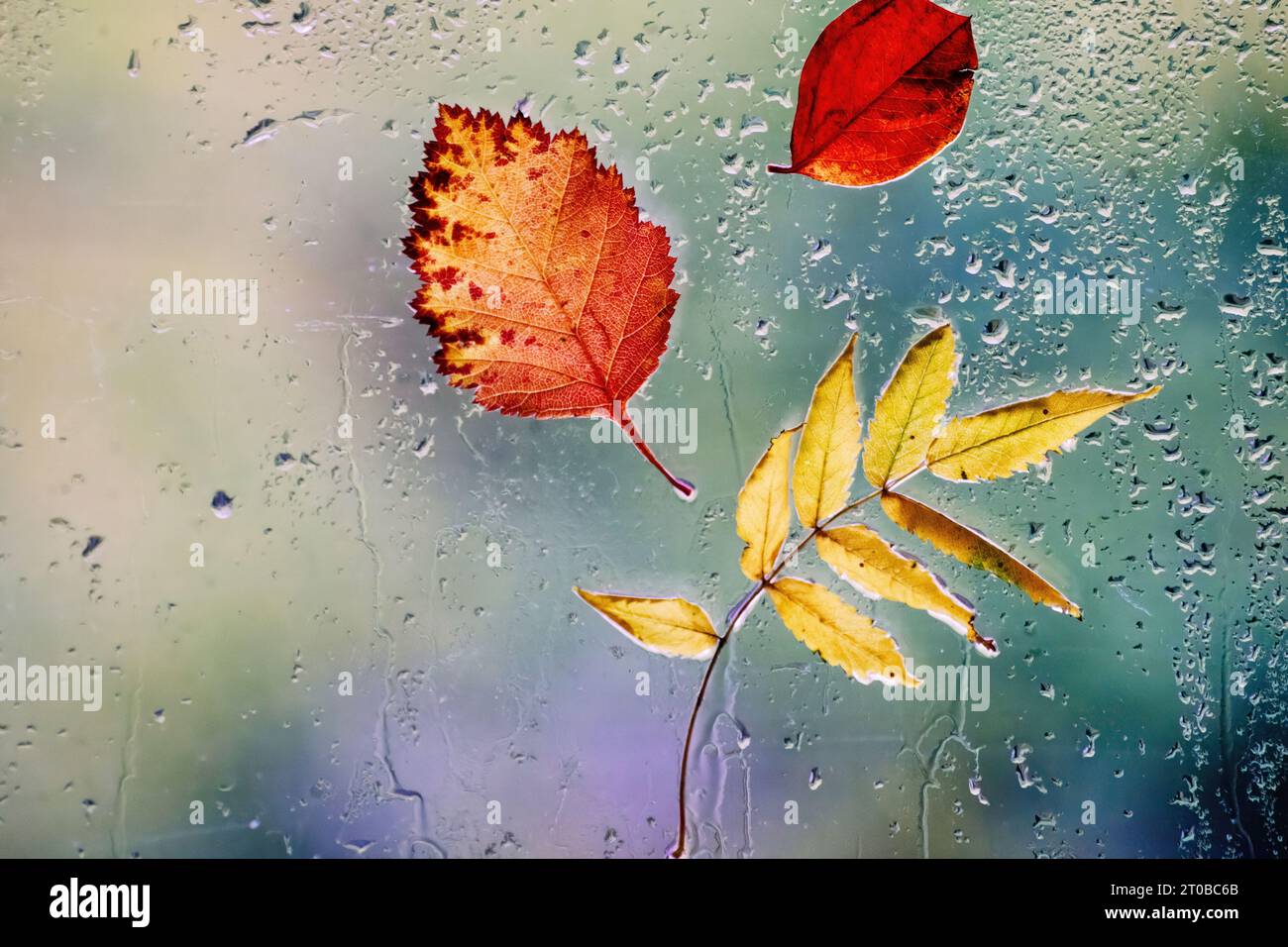 Autumn leaves on window in rainy day Stock Photo - Alamy