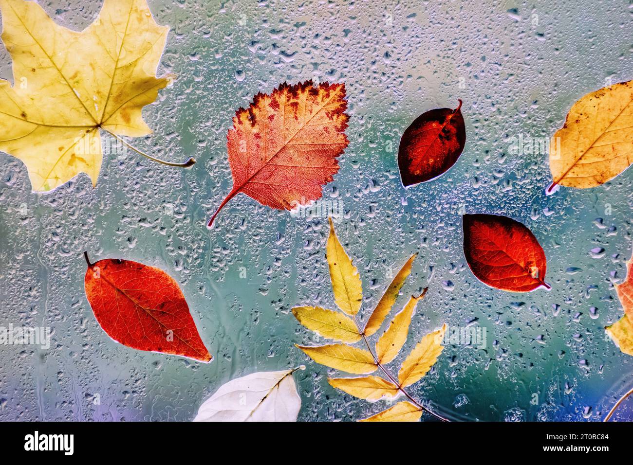 Heart shaped leaves display hi-res stock photography and images - Alamy