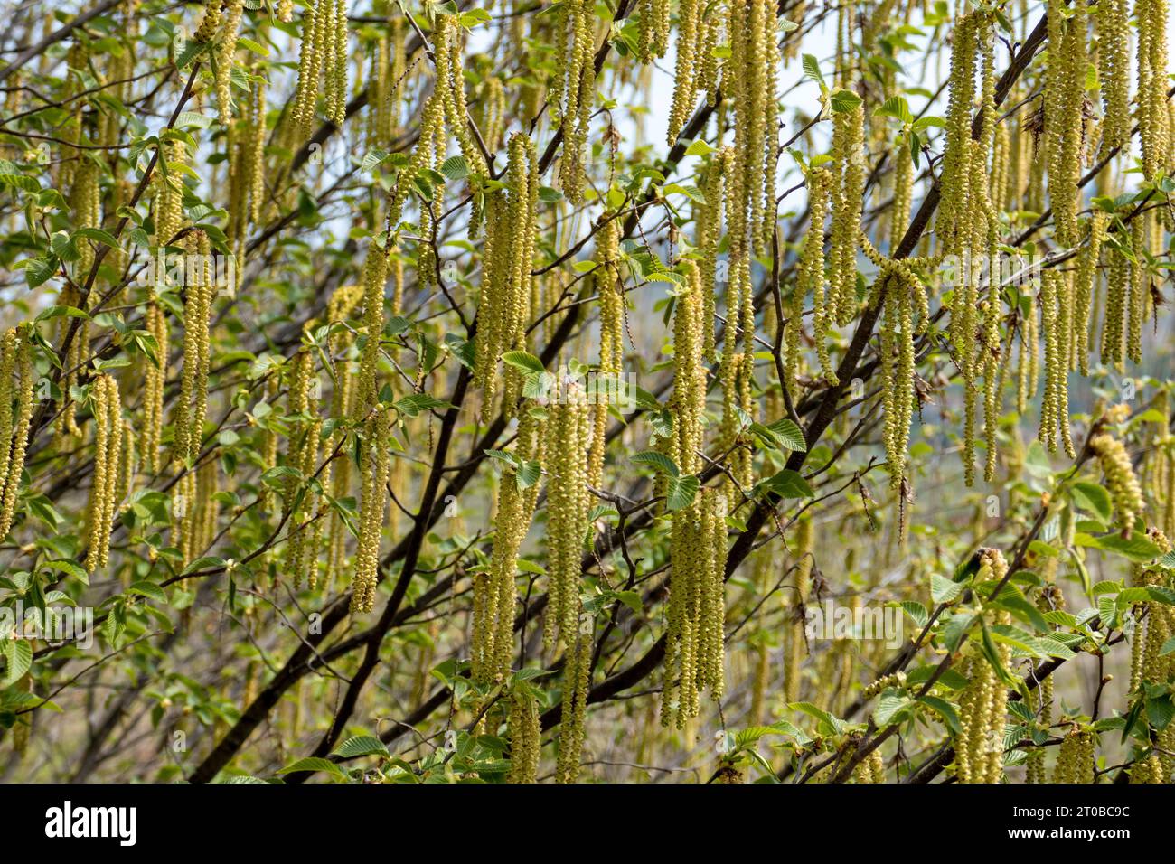 A close-up shot of a Hazelnut flowering tree showcasing its soft pink ...