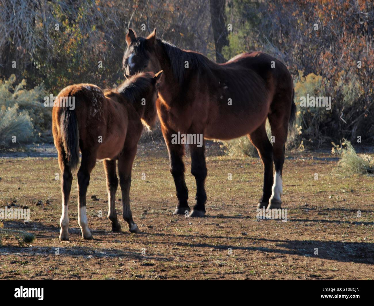 Semi profile two horses hi-res stock photography and images - Alamy