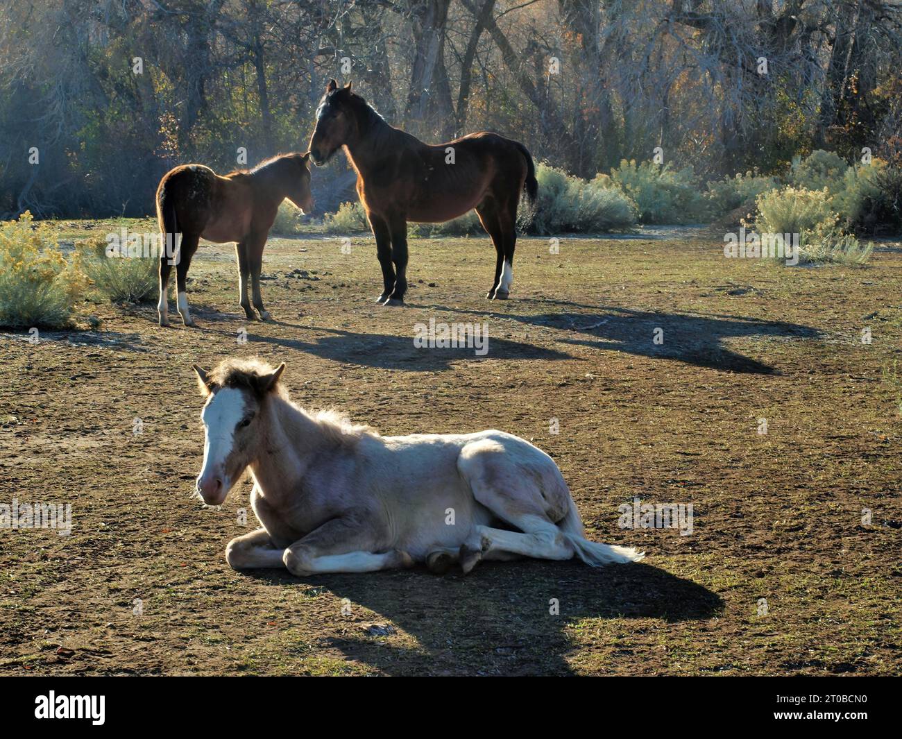 Two horses standing and one laying down Stock Photo - Alamy