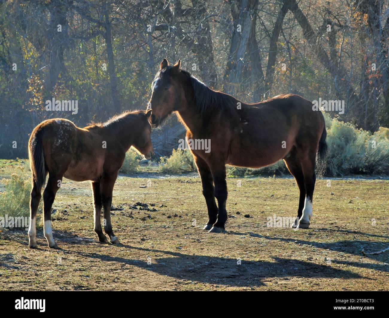 Mother horse with colt hi-res stock photography and images - Alamy