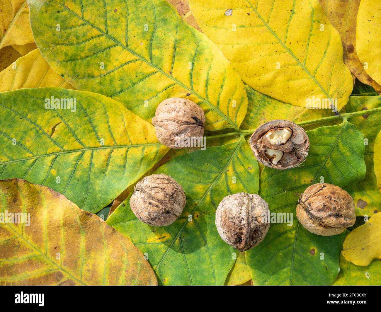 An overhead view of a lush fall landscape featuring walnuts scattered ...
