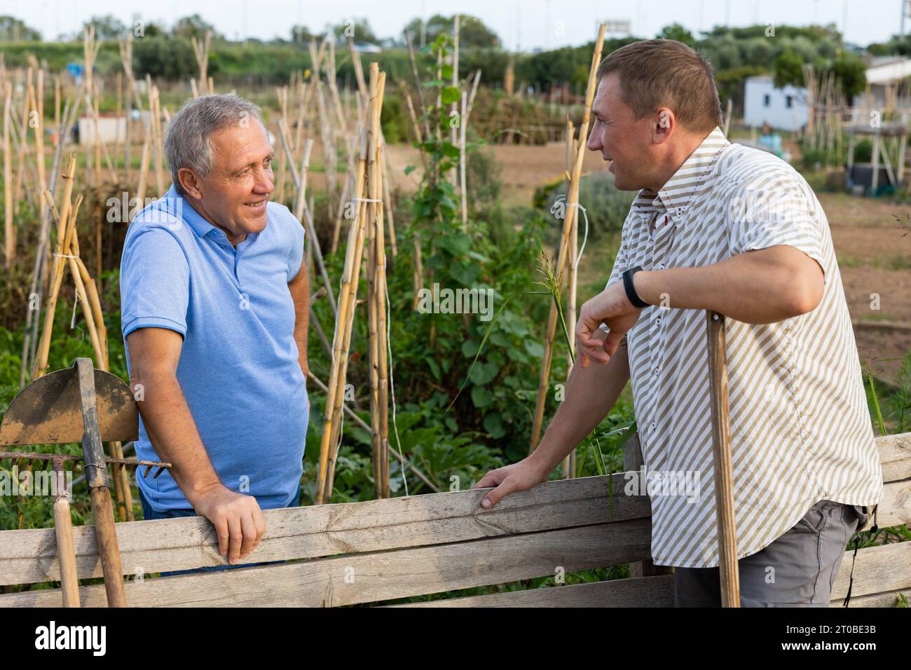 Two smiling male neighbors talking through wooden fence Stock Photo - Alamy