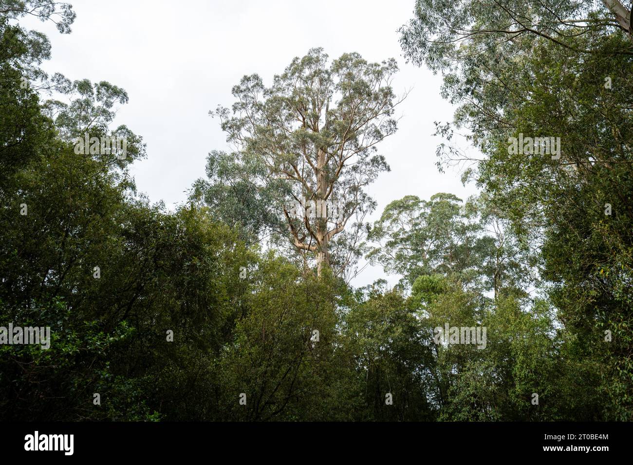 Amazing Australia in a Journey to the Jungle as well as City, to see ...