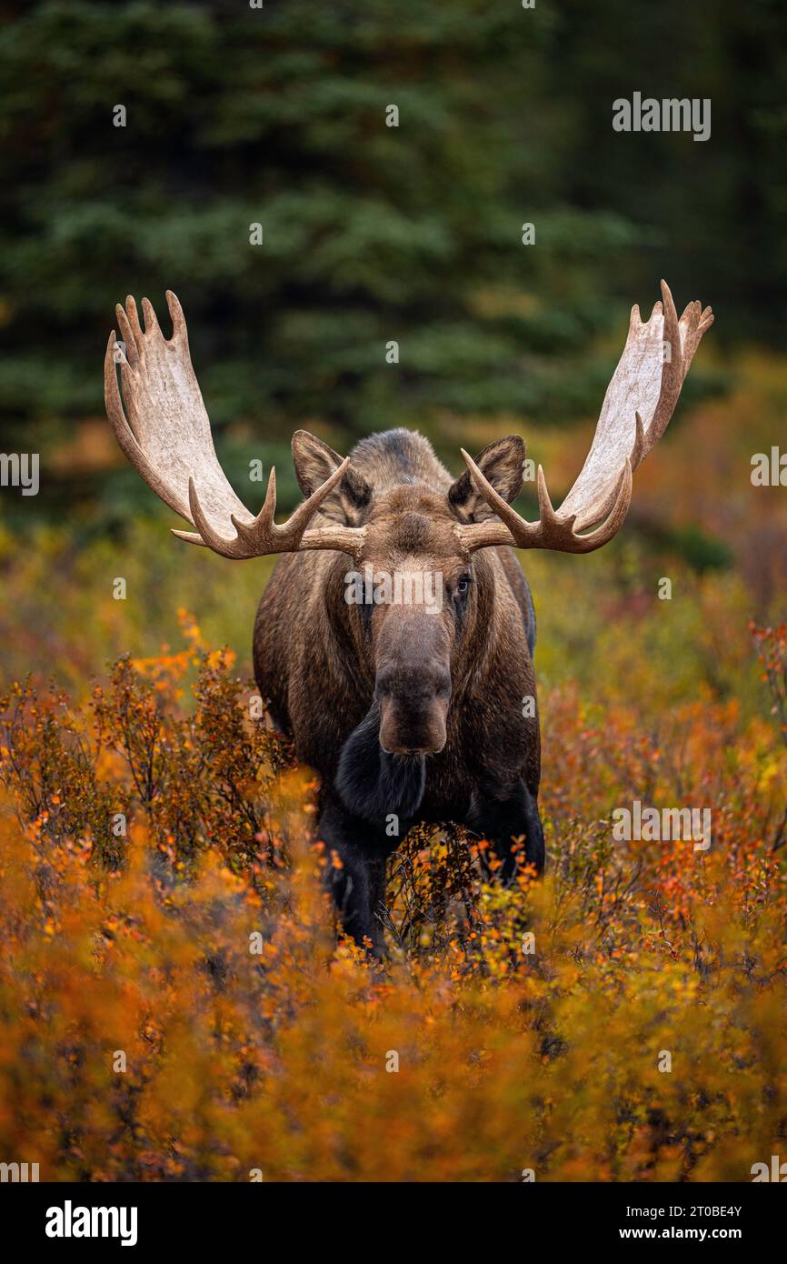Alaska moose shed hi-res stock photography and images - Alamy