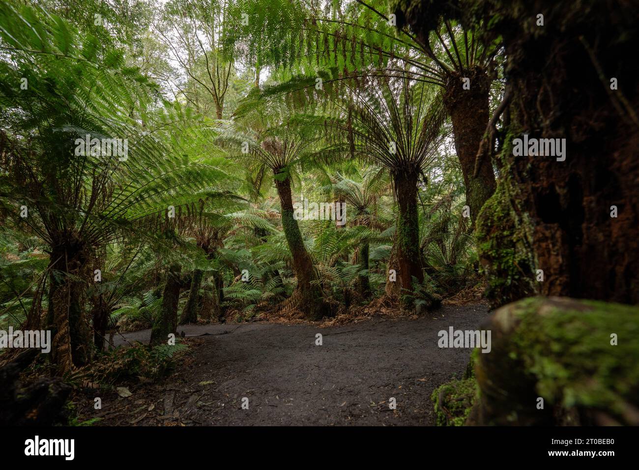 Amazing Australia in a Journey to the Jungle as well as City, to see ...